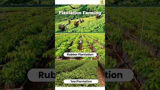 Meaning of Plantation Farming | Plantation Crops | Types of #farming #shorts #upsc #geography