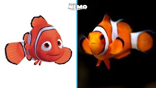 Finding Nemo Characters In Real Life