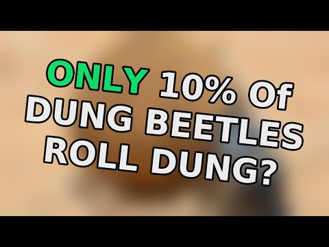 Only 10% of dung beetles roll dung? | Crazy Facts – Ministry of Facts