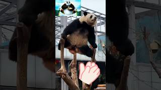 Adorable Kung Fu panda Meng Lan. #menglan #shorts