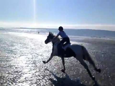 Caballos galopando en la playa - Imagui