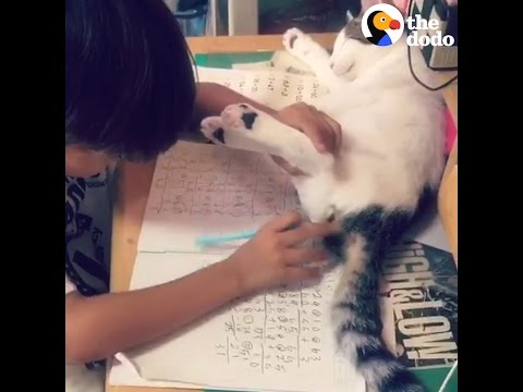 Comment faire ses devoirs avec un chat | Nuage Ciel d'Azur