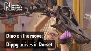 Dino on the move: Installing Dippy the Diplodocus at Dorset Museum | Natural History Museum