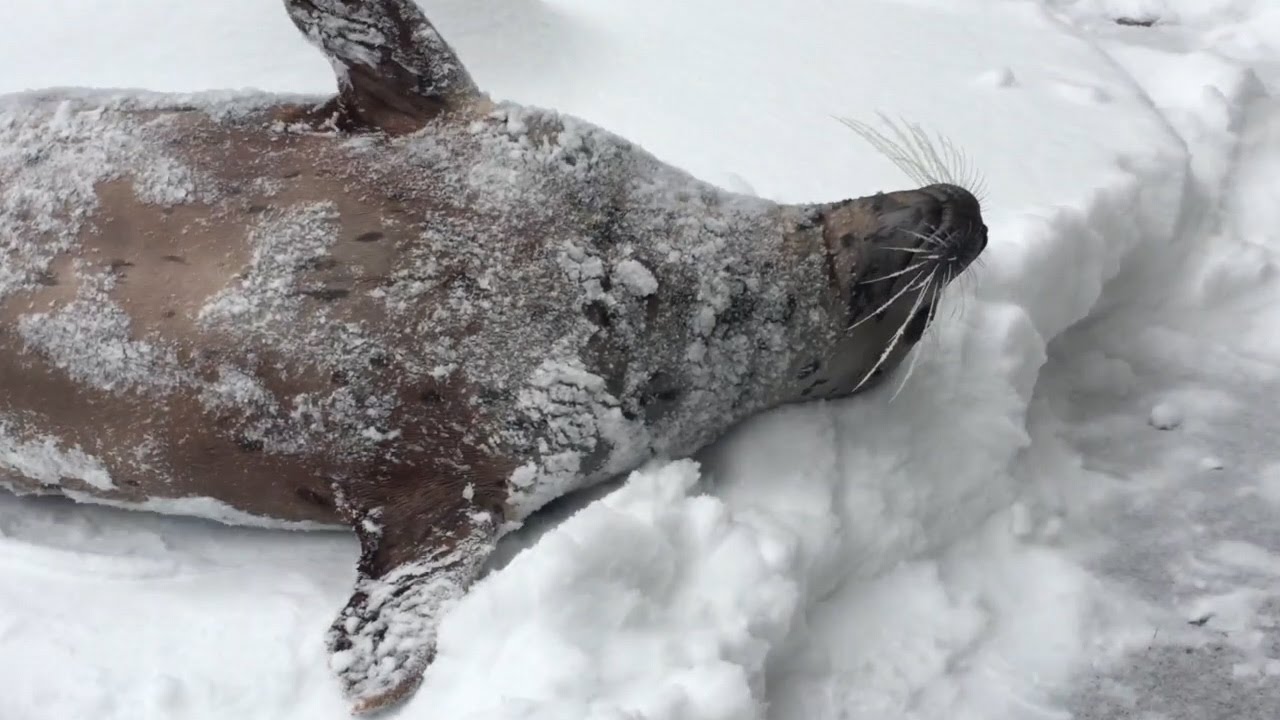Watch Animals Enjoying A Snowy Day - VidToast