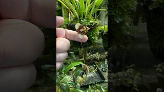 Did you know the Monkey Face #orchid comes in dozens of colors? Check out this super neat #plant!