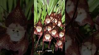 The Monkey Face Orchid (Dracula Simia)