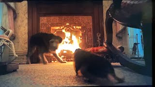 Tramp fights the rat