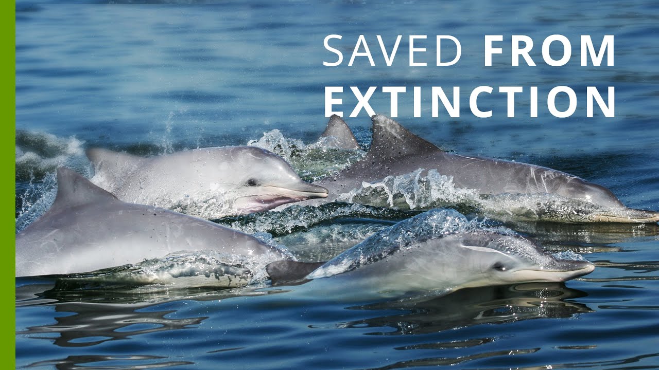 Education And Research Bring Rio’s Dolphins Back From Brink Of Extinction – Analysis – Eurasia ...