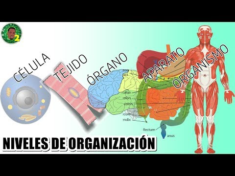 6TO GRADO. ACTIVIDADES PARA HACER EN CASA. LOS NIVELES DE ORGANIZACIÓN ...