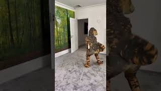 Jurassic world dinosaur shows