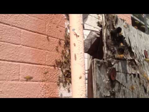 Live Killer Bee Attack! Africanized bees attack! – Bee Removal Project?