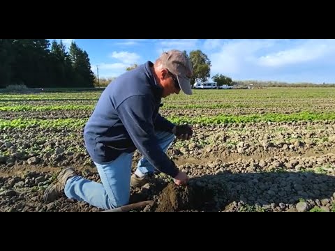 World Soil Day — Healthy Soils at root of farming success – CDFA's ...