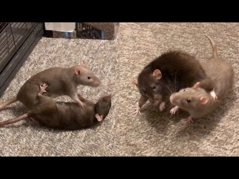 Two Silly Rats – Lee Duigon