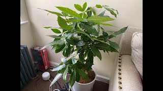 Bloomscape Money Tree Unboxing