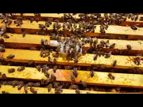 Introducing Queens by Lytchett Bay Apiaries | Beekeeping365