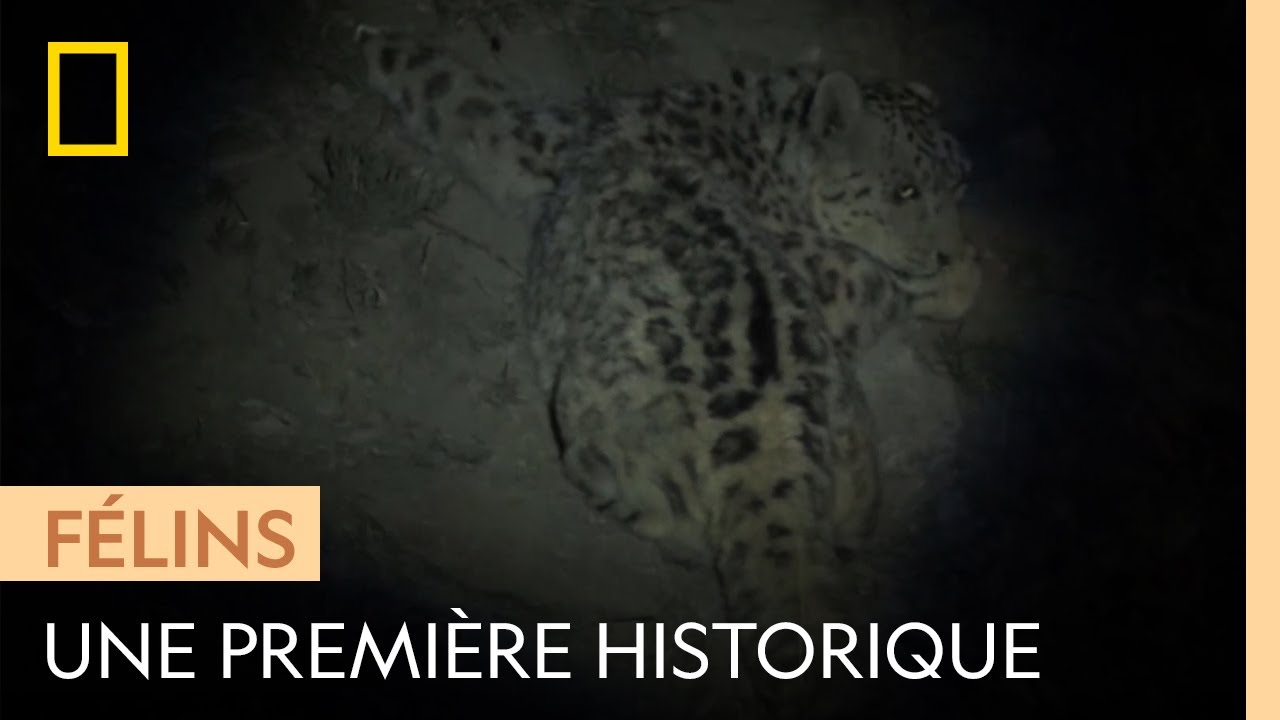 Documentaire | Rare : un léopard des neiges capturé à l’état sauvage