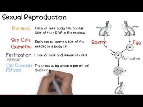 Asexual Reproduction by Single Celled organism – nexusscience