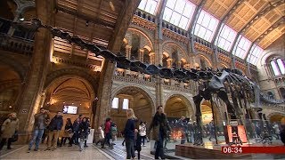 Dippy the dinosaur tour is a hit (1) (UK) - BBC News - 27th March 2019