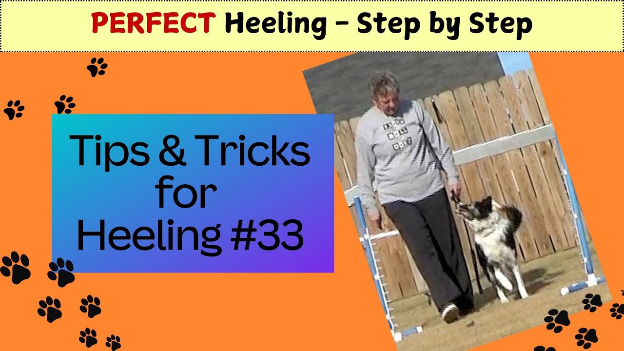 Heeling Tips & Tricks #33 - Drill Serp Work Intro - Teaching & DESIRE! - Perfect Heeling ...