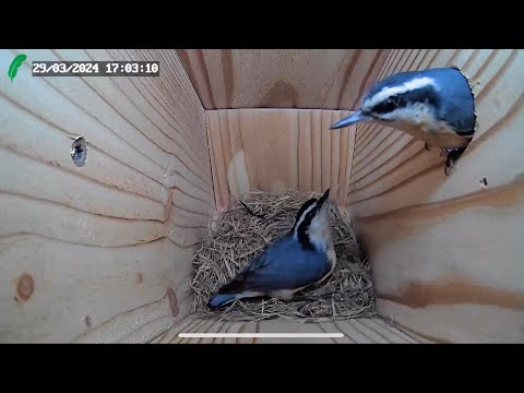 Red-breasted Nuthatch nest cam 2024 – The Birdy Spot