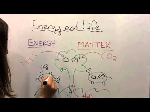 Energy and Life! | BioLerner