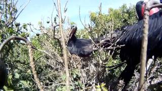 Isabella Jurassic park