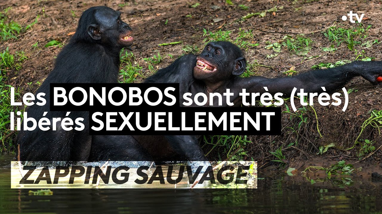 Documentaire | Les Bonobos sont très (très) libérés sexuellement