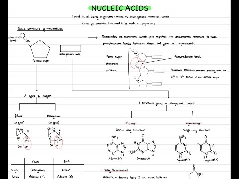 Nucleic acids – Medics Teach Bio