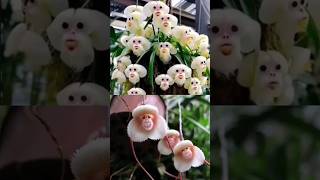 Monkey Orchid: The Plant That Looks Like a Monkey's Face #facts #shorts