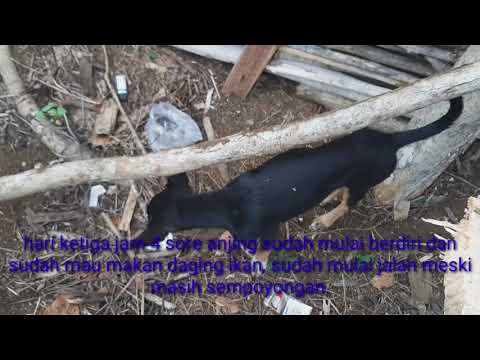 Penyelamatan anjing yang hampir mati keracunan