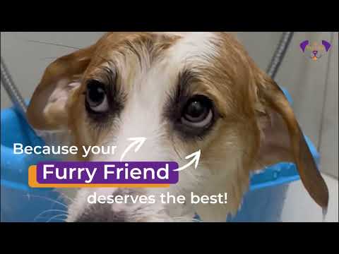 Introducing The Fur Life Co