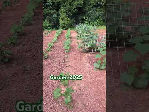 Backyard garden. #garden#garden ing#backyardgardening