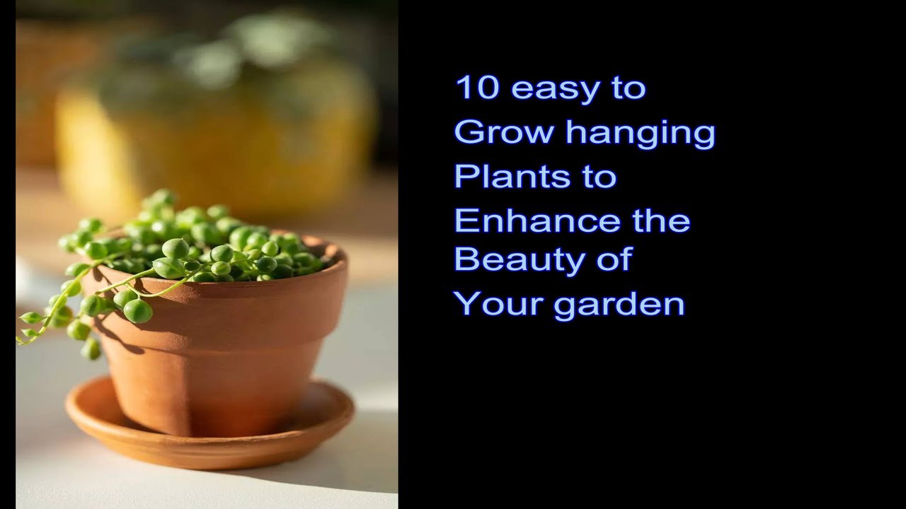 10 easy to grow hanging plants to enhance the beauty of your garden