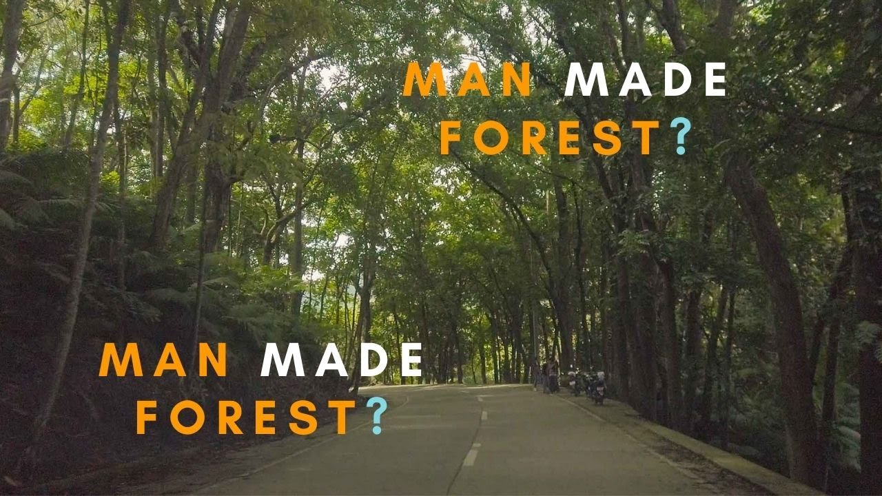 MAN MADE FOREST IN CEBU | CAMPO 7 MINGLANILLA