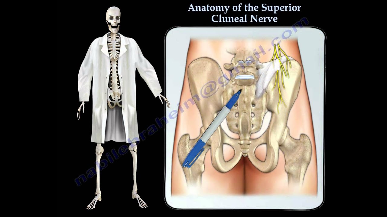 Anatomy Of The Superior Cluneal Nerve  - Everything You Need To Know - Dr. Nabil Ebraheim
