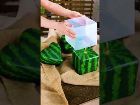 Square watermelon anyone? 🍉