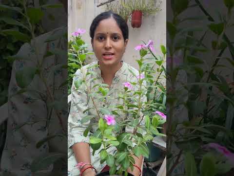 Health Benefits of Vinca Sadabahar, Periwinkle plant, सदाबहार #youtube #plantslover #gardening