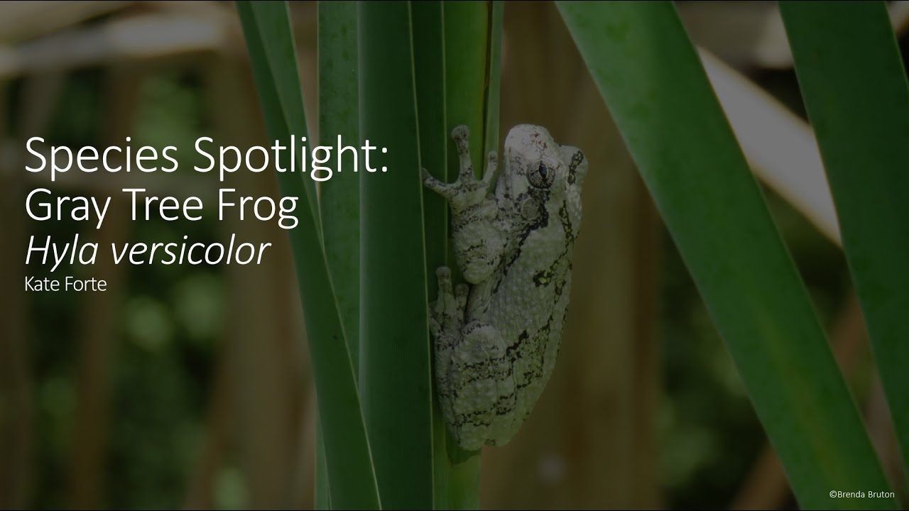Species Spotlight: Gray Tree Frog