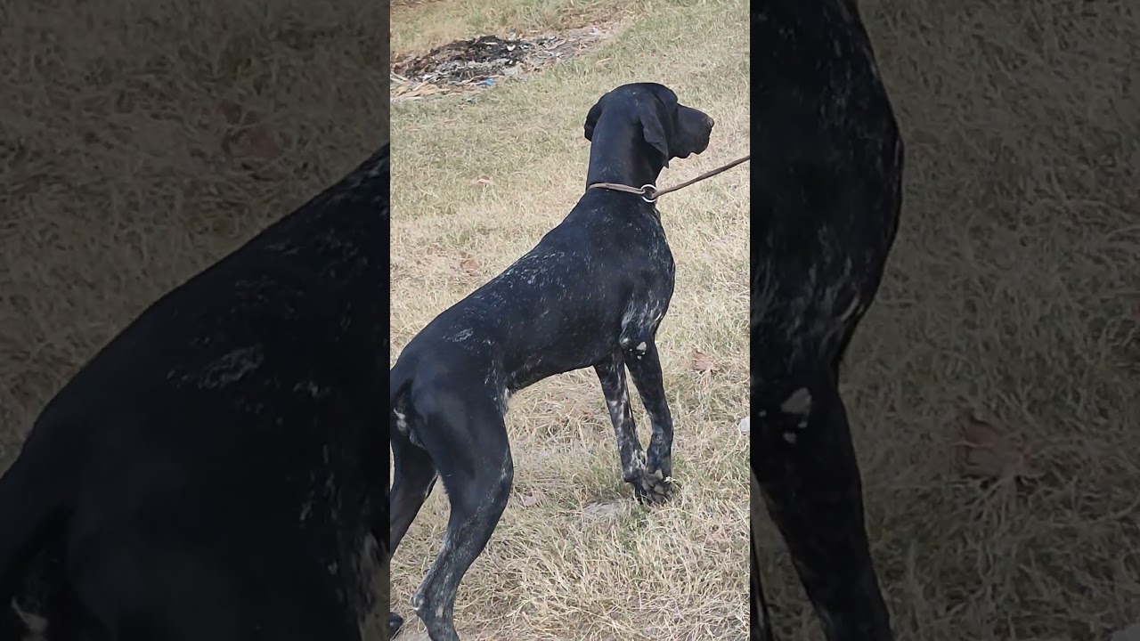 German shorthaired pointer hunting #dog #pointerdog