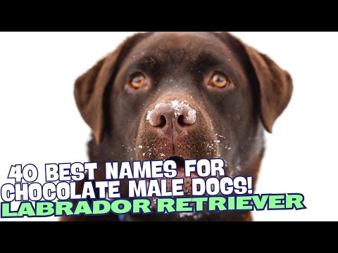 40 Best Names for Chocolate Male Labradors! 🐶💙