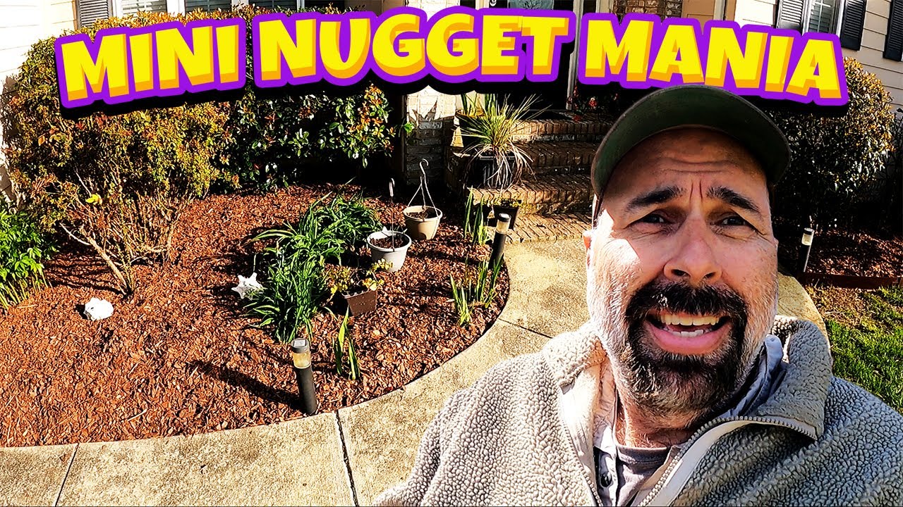 MINI NUGGET MANIA