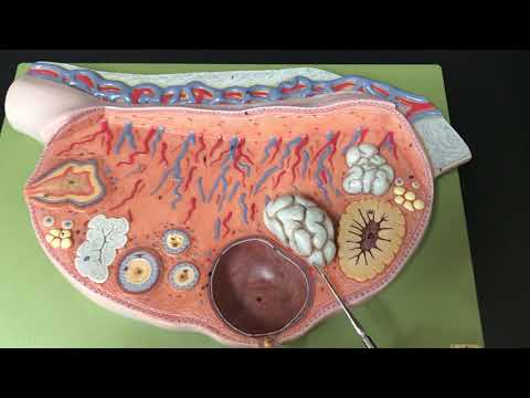 The ovary