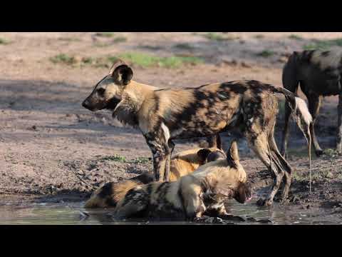 WILD DOGS and SIBUYE Female's cub