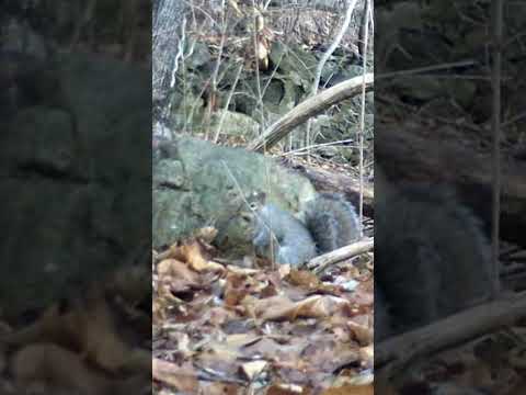 Montague Cute Woodland Gray Squirrel Scene2 Katonah Critters