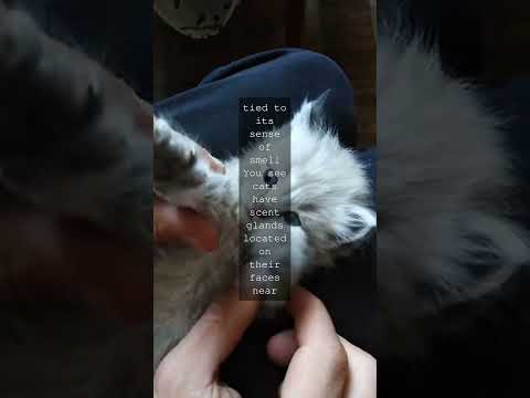 Whisker Wonders Exploring the Feline Field of VisionAs we humans navigate our daily...