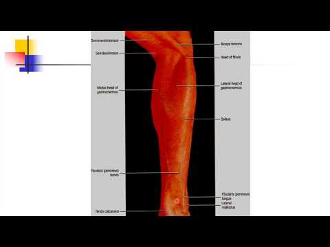 Back of Leg || Anatomy