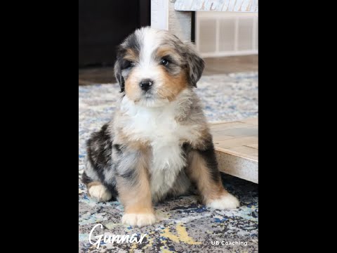 12 Week Old Bernedoodle Puppy Training