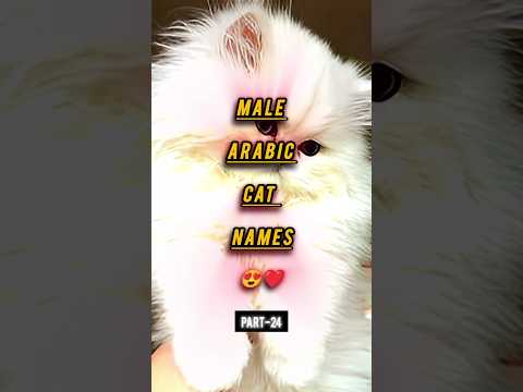 Male Arabic Cat Names Part-24πβ€οΈ #shorts #islam #fyp #viral #trendingshorts #youtubeshorts