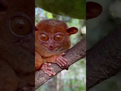 Why is the AYE-AYE So Weird? Meet This Primate!