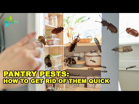 Tips to Get Rid of the Most Common Pantry Pests